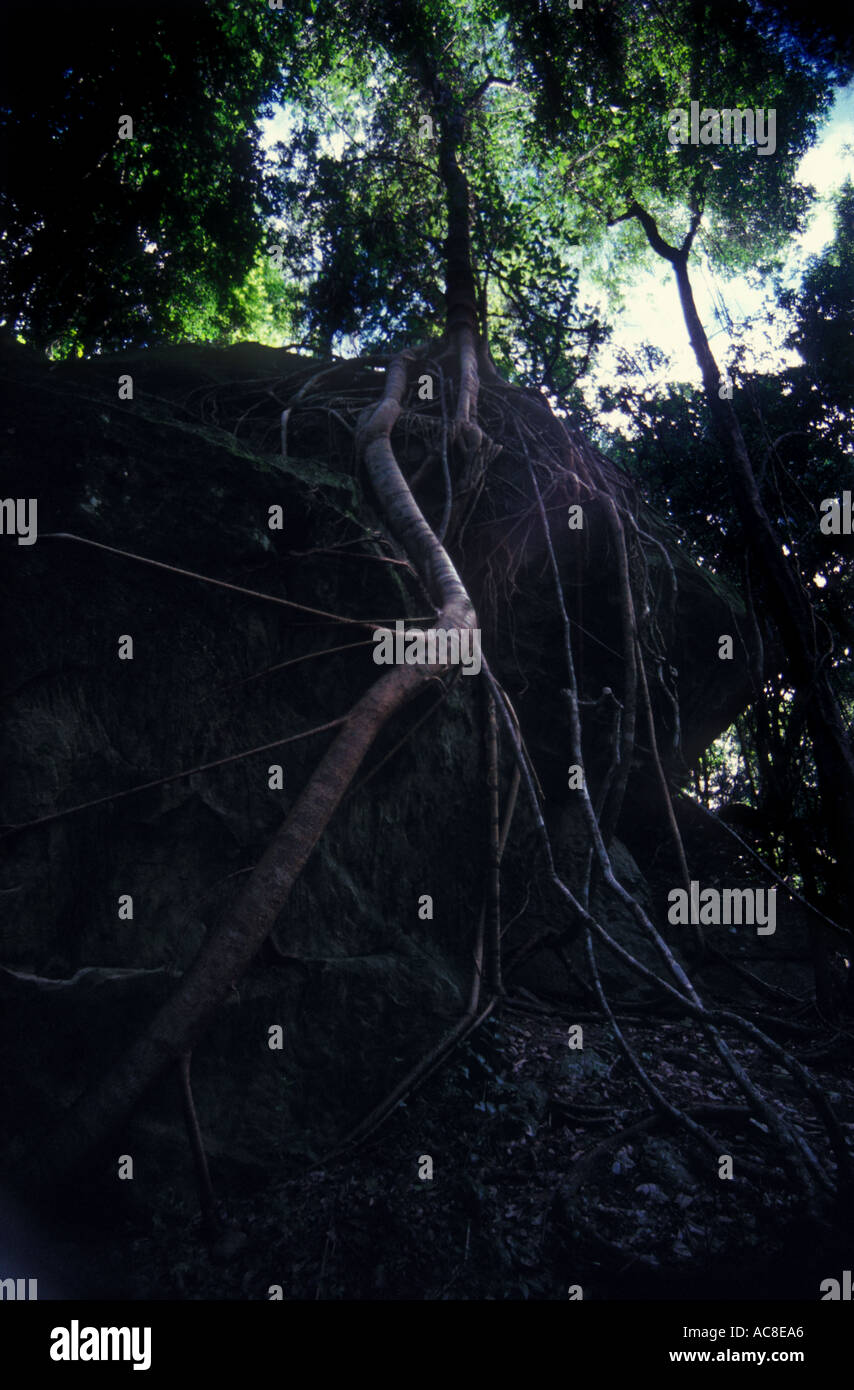 strangler fig clings to a bouldre in wet tropic rainforest queensland ...