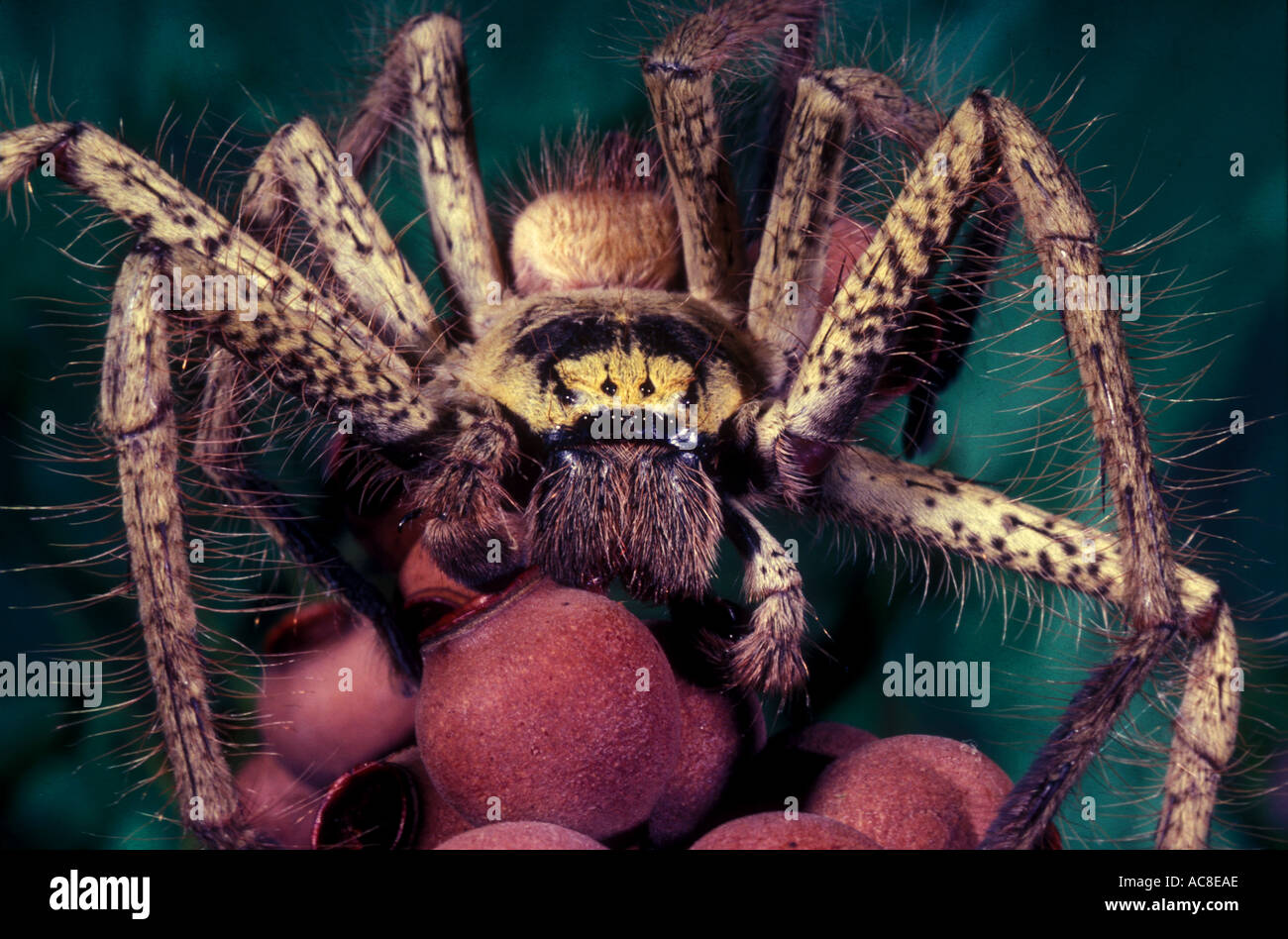 Non Venomous Spider High Resolution Stock Photography and Images - Alamy
