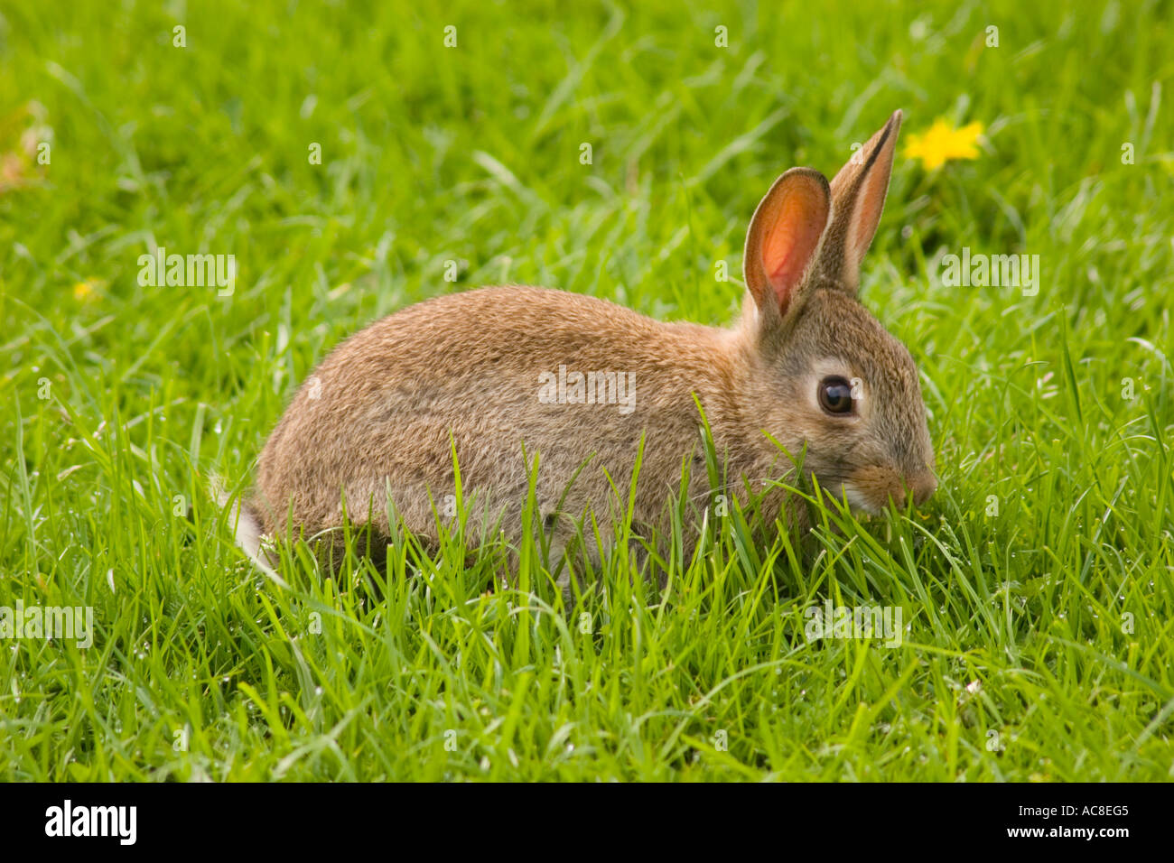 European Rabbit in the wild Stock Photo - Alamy