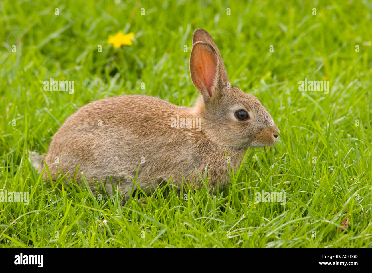 European Rabbit in the wild Stock Photo - Alamy
