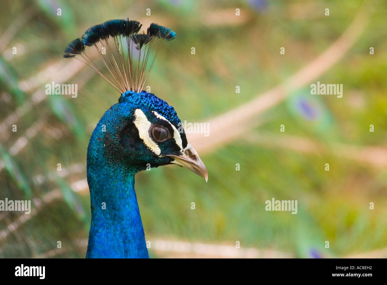 Indian Blue Peacock Stock Photo - Alamy
