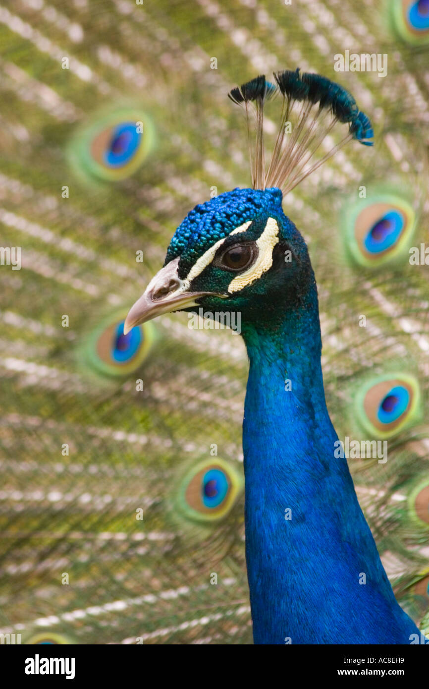 Indian Blue Peacock Stock Photo - Alamy