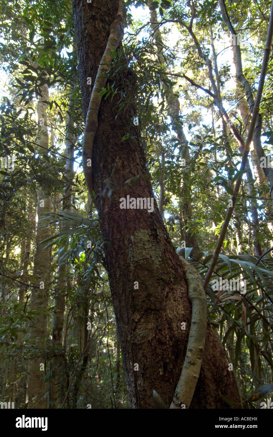 Vine wrapped around tree hi-res stock photography and images - Alamy