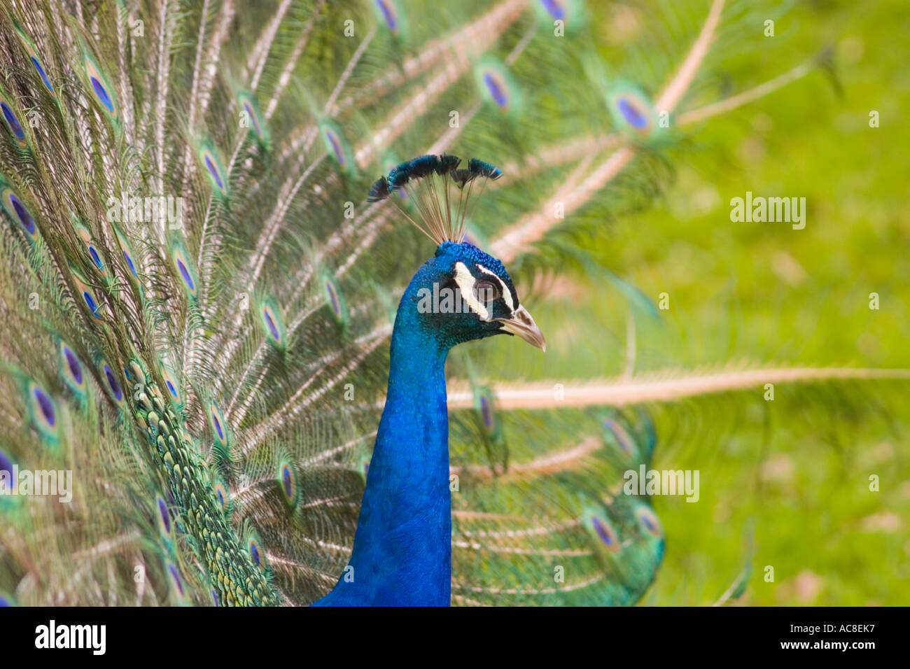 Indian Blue Peacock Stock Photo - Alamy