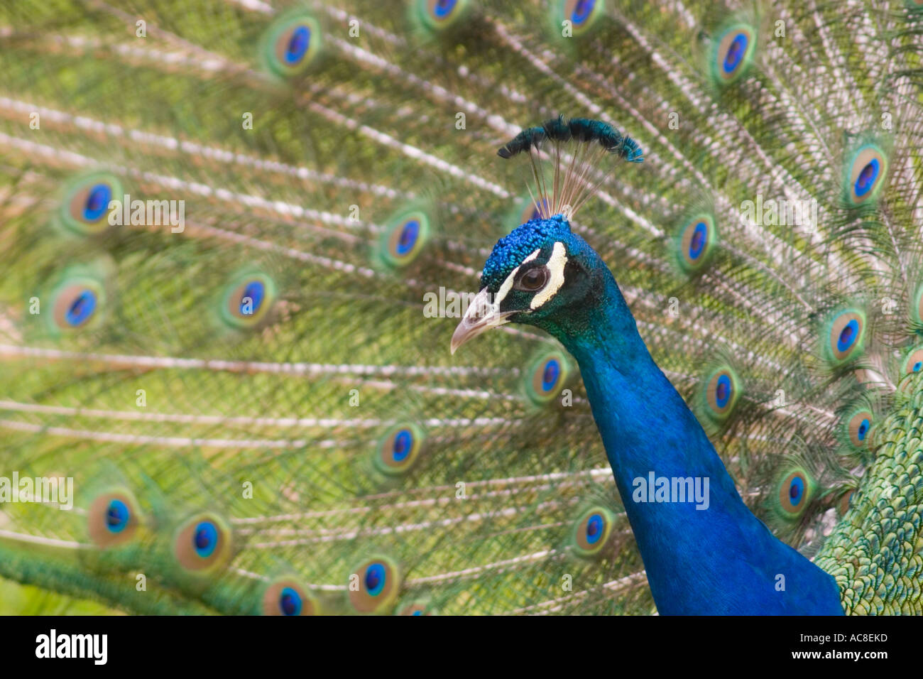 Indian Blue Peacock Stock Photo - Alamy
