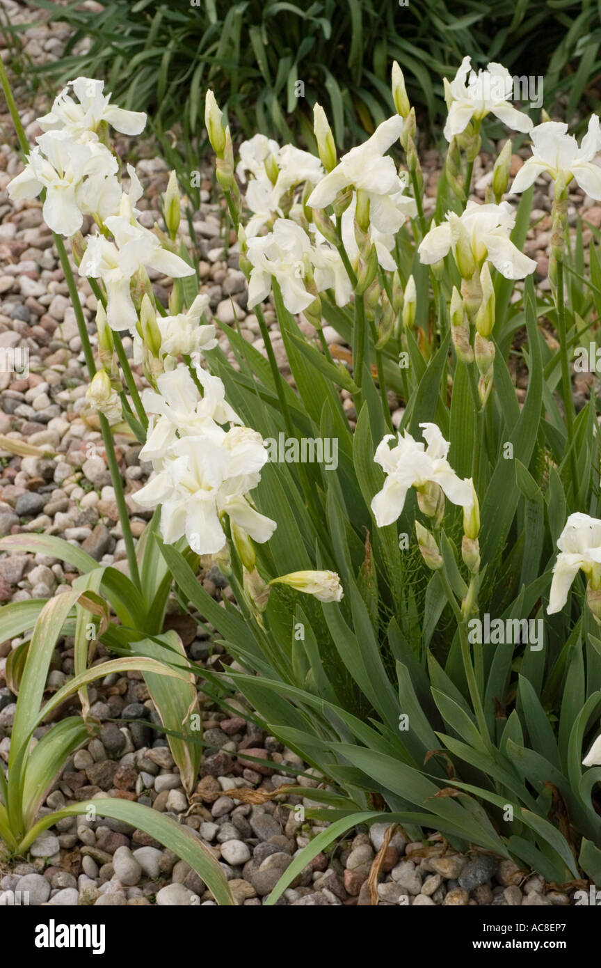 Iris white knight hi-res stock photography and images - Alamy