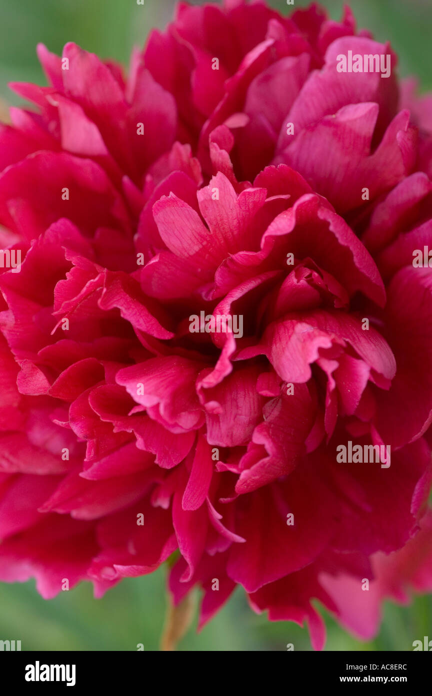 Close up of red rose Rosa glauca Stock Photo - Alamy