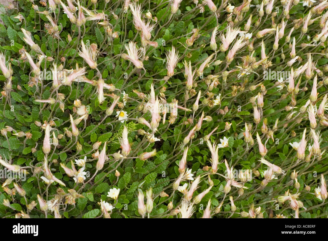 White dryas dryad hi-res stock photography and images - Alamy