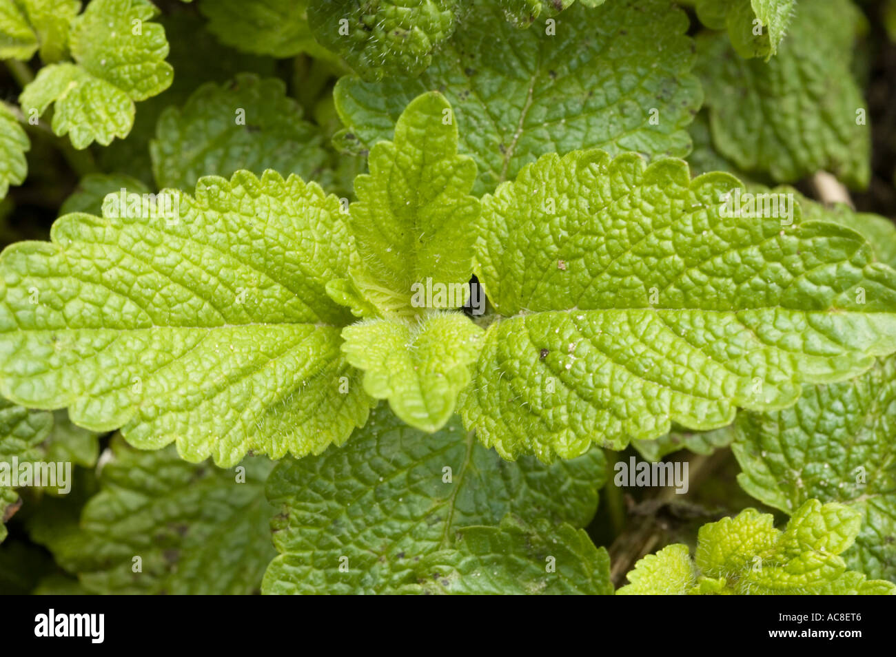 Golden lemon balm hi-res stock photography and images - Alamy