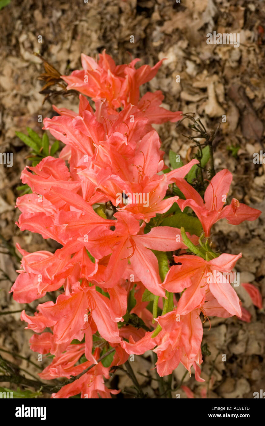 Pale red flowers of Japanese azalea Rhododendron japonicum Japan Stock ...