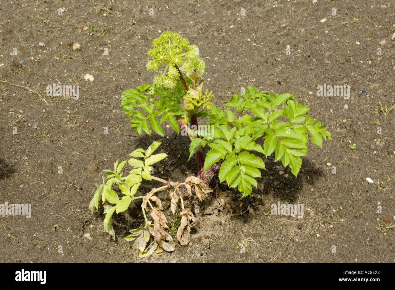 Angelica species hi-res stock photography and images - Alamy