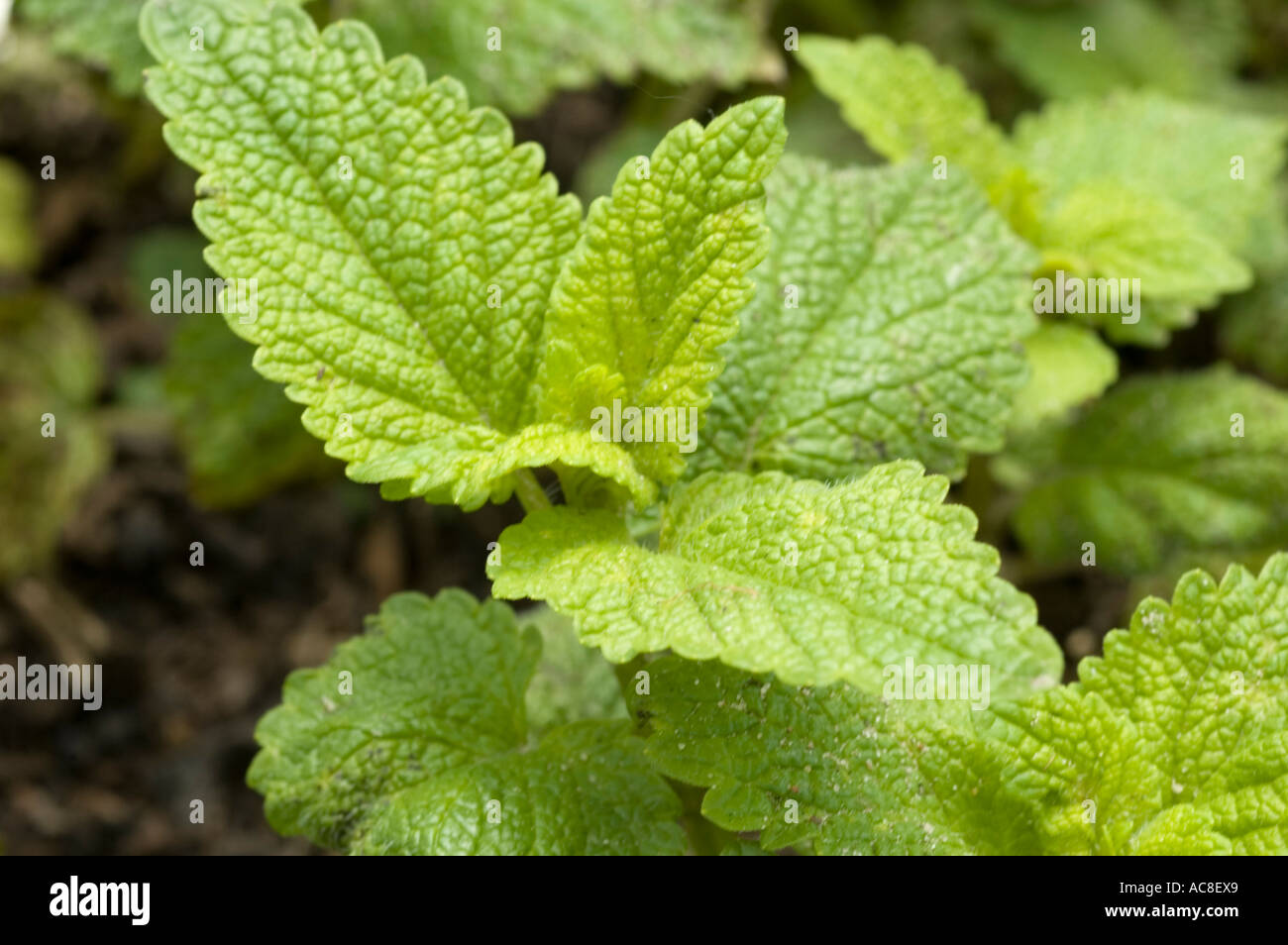 Golden lemon balm hi-res stock photography and images - Alamy