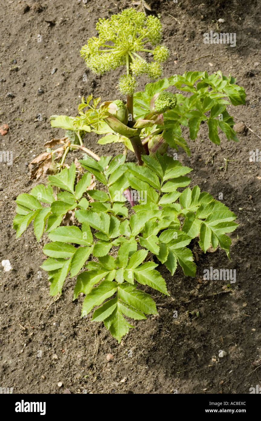 Angelica species hi-res stock photography and images - Alamy