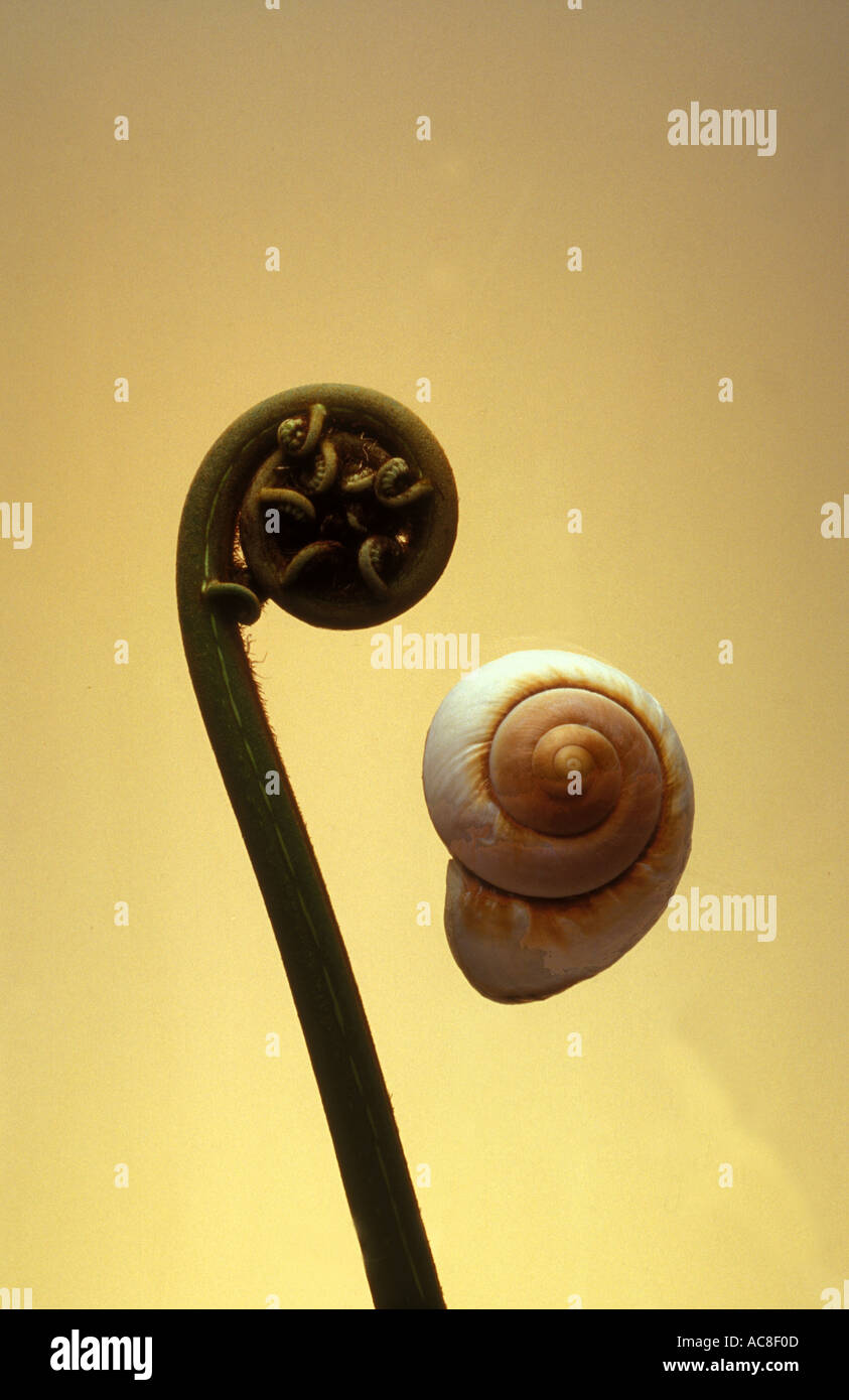 fern and shell arangment 1460 Stock Photo - Alamy