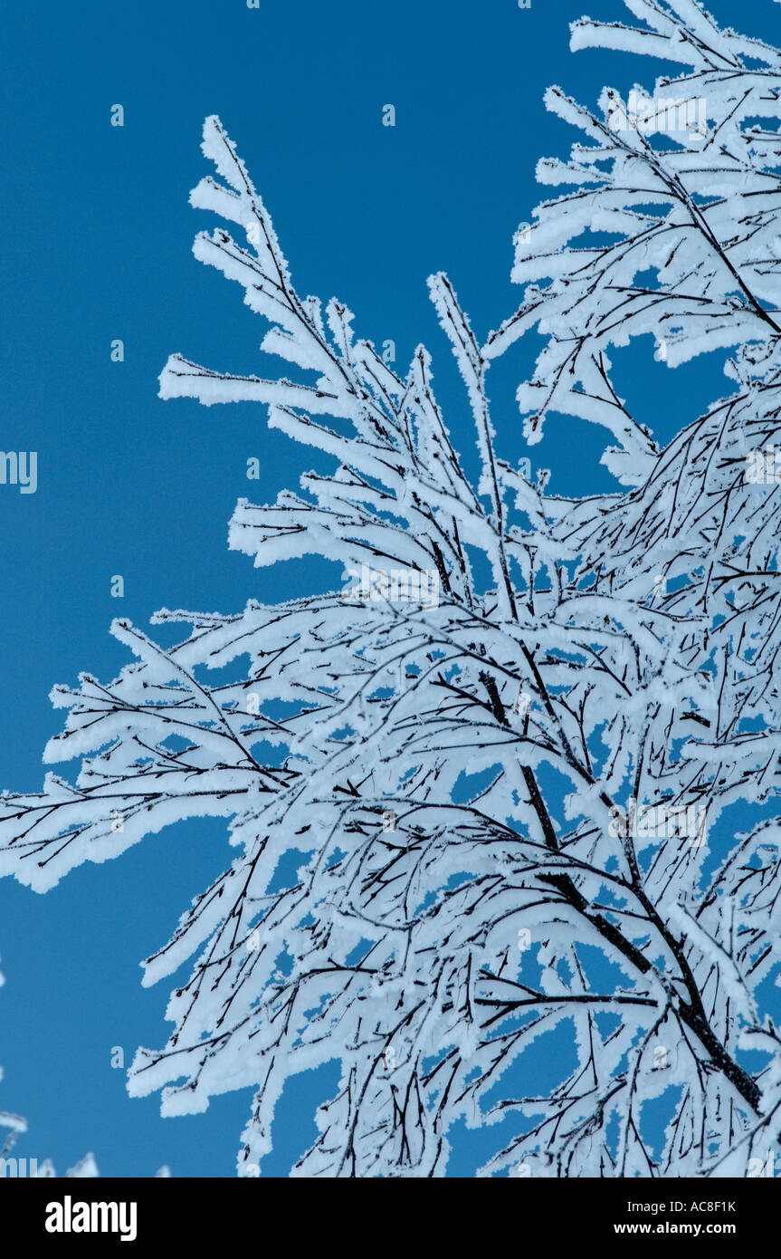 Frost on a tree in the arctic northern region of Norway Stock Photo - Alamy