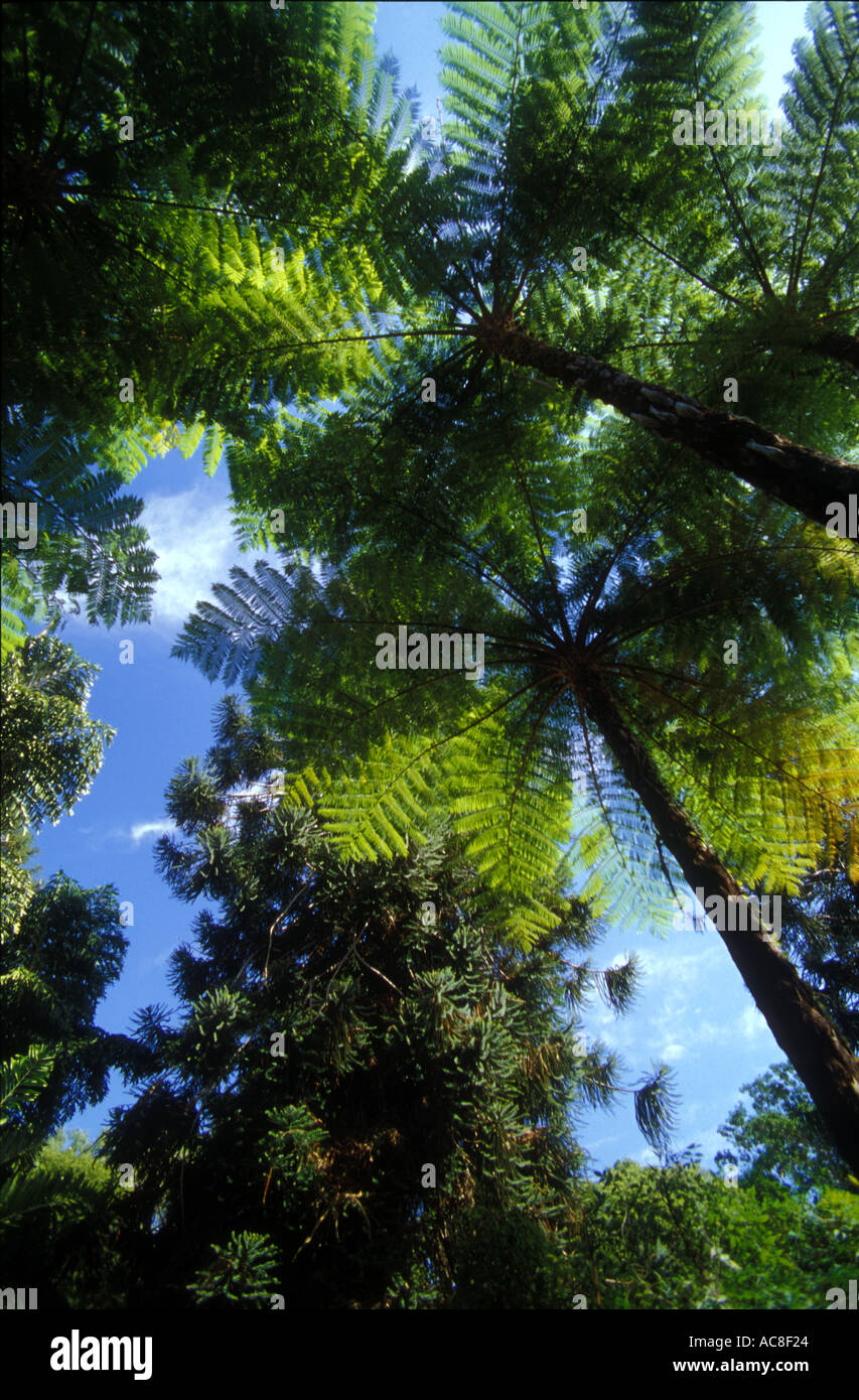 Canopy like hi-res stock photography and images - Alamy