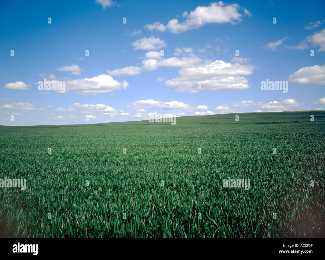 Oregon grain grains harvest hi-res stock photography and images - Alamy