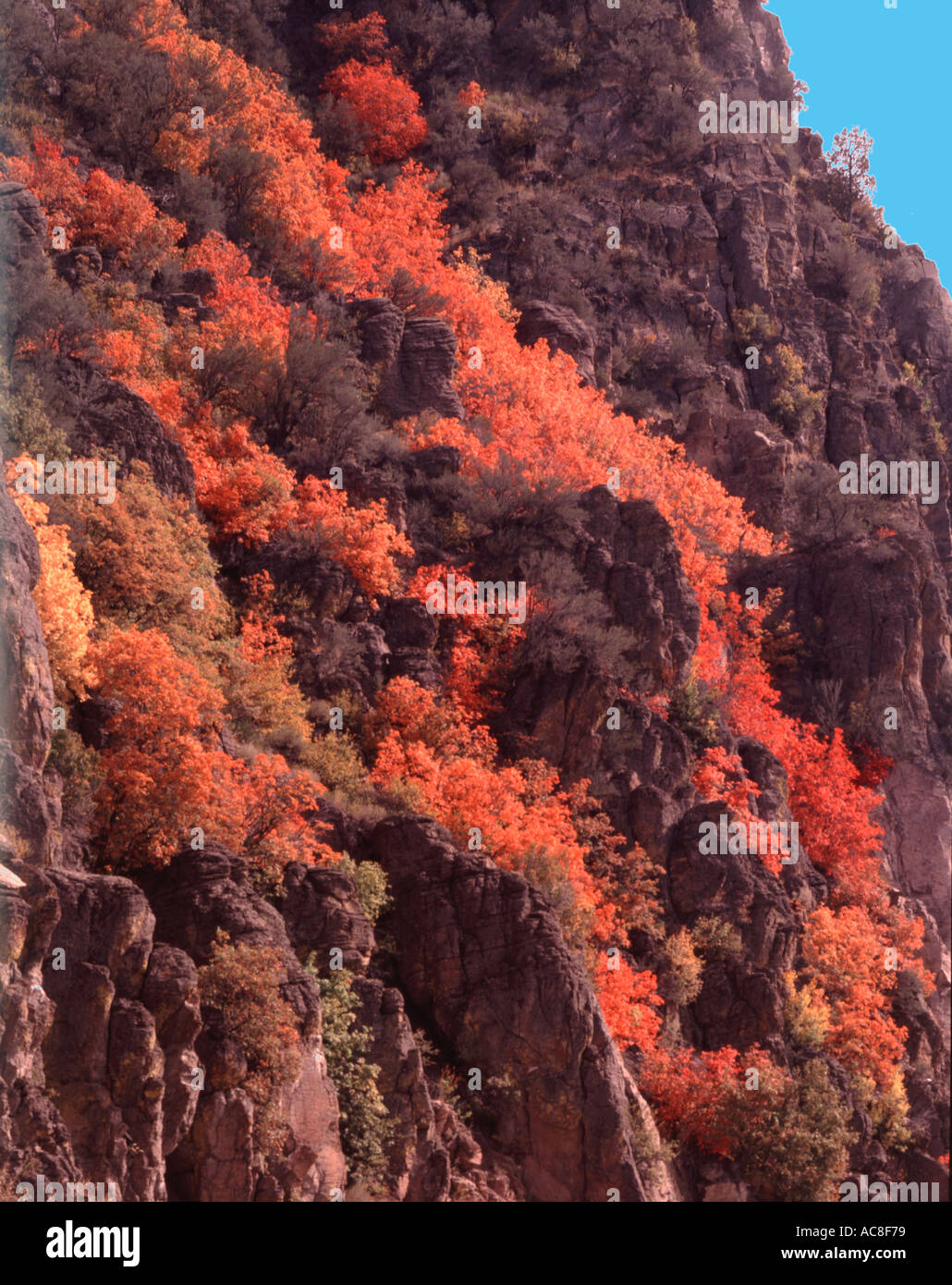 Grand Targhee National Forest in Wyoming showing a cliff with bright ...