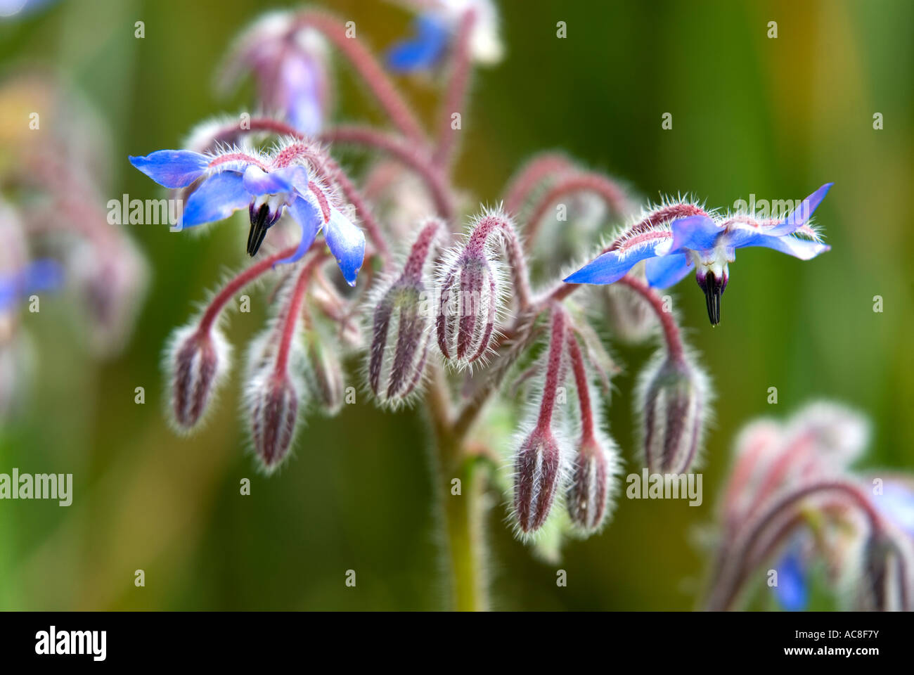 Borage Borago officinalis medicinal herb Stock Photo - Alamy
