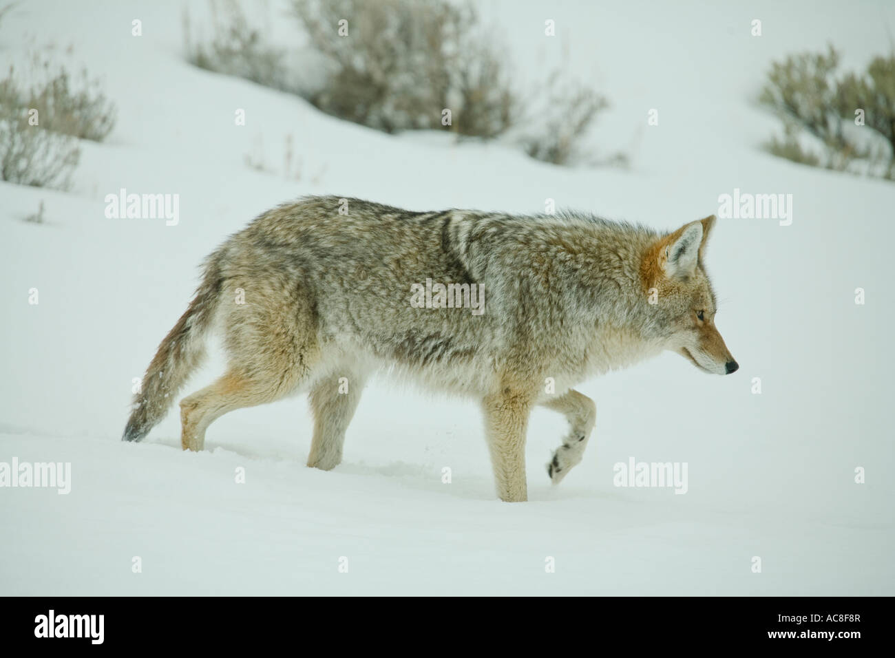 Coyote in Yellowstone National Park Stock Photo - Alamy