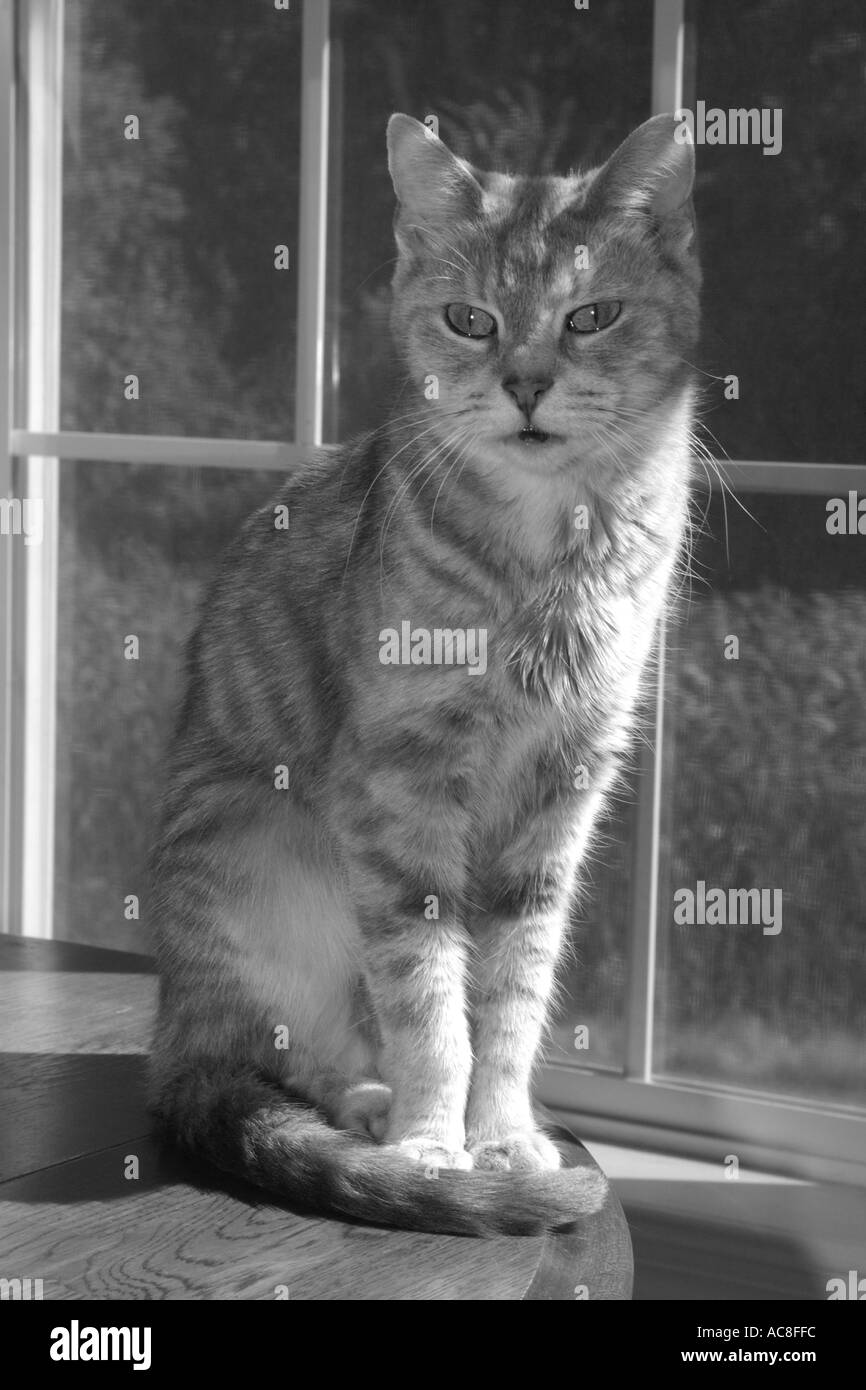 Window shadow table Black and White Stock Photos & Images - Alamy