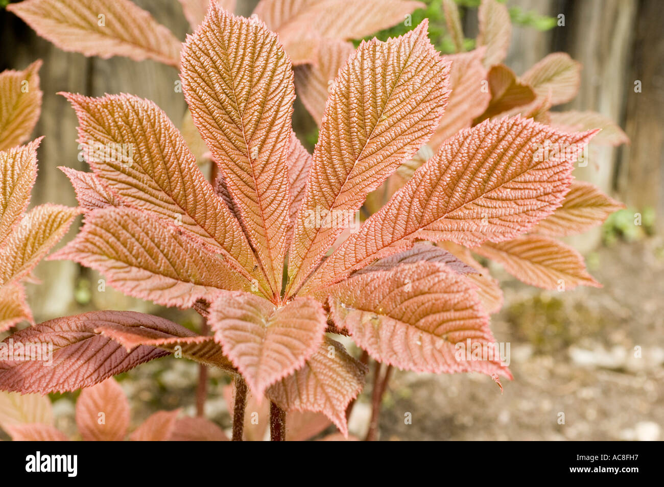 Rodgersia aesculifolia hi-res stock photography and images - Alamy