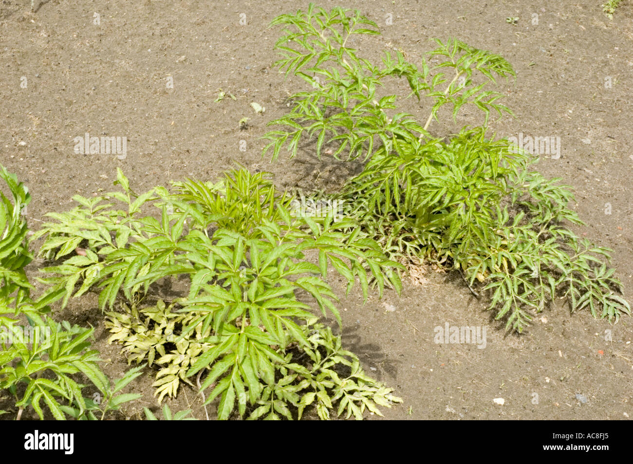 Chinese medicine plant Radix Angelicae Bai Zhi Apiaceae Angelica ...