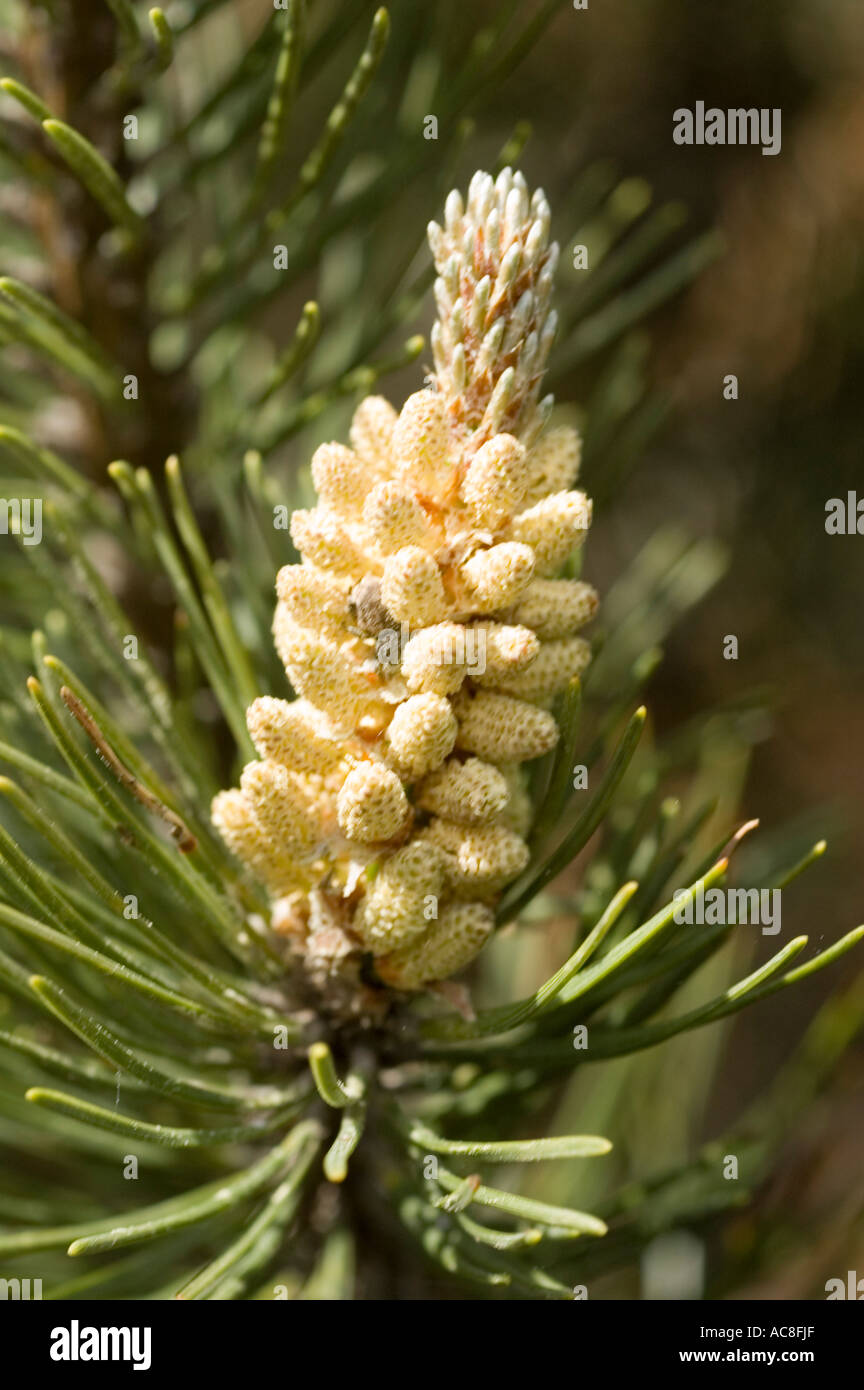 Pinus Male Cone Photo