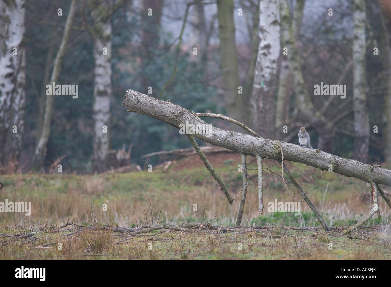 Squirrel perches on fallen tree and checks surroundings Stock Photo - Alamy