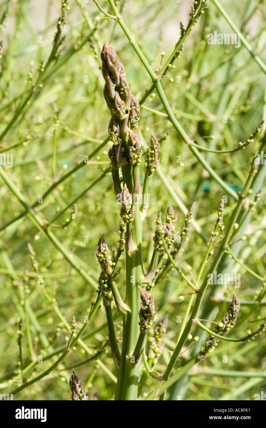 Medicinal plant Asparaginaceae Asparagus officinalis Europe Asia Africa ...
