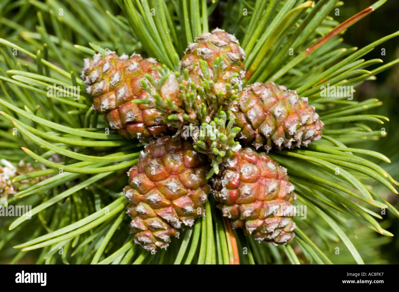 Five fresh cones growing together close up Stock Photo - Alamy