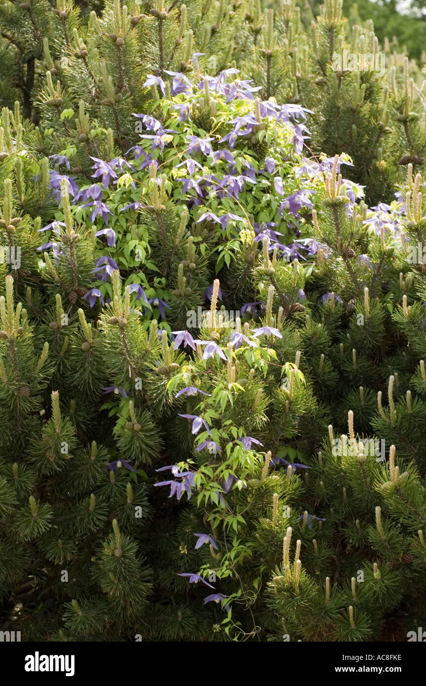 Blue flowers of Clematis alpinus growing on pine tree Stock Photo - Alamy