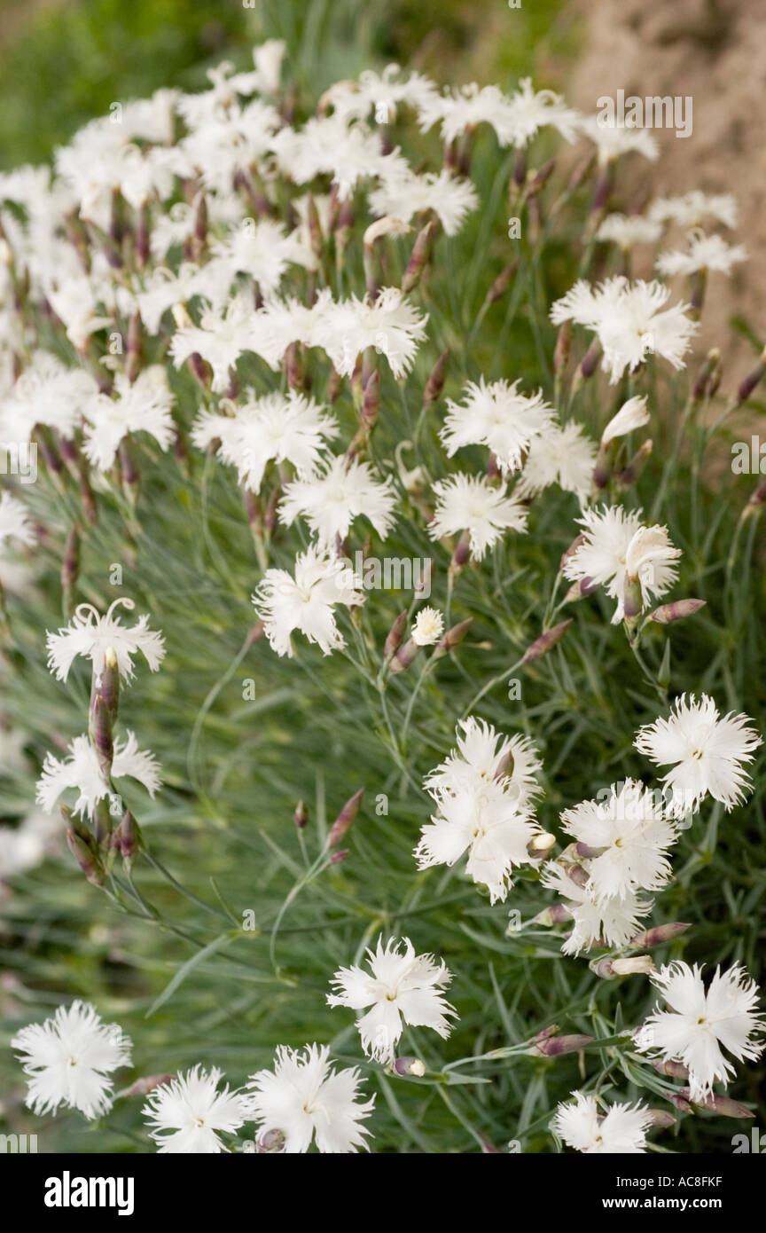 White alpine pink flower dianthus Stock Photo - Alamy