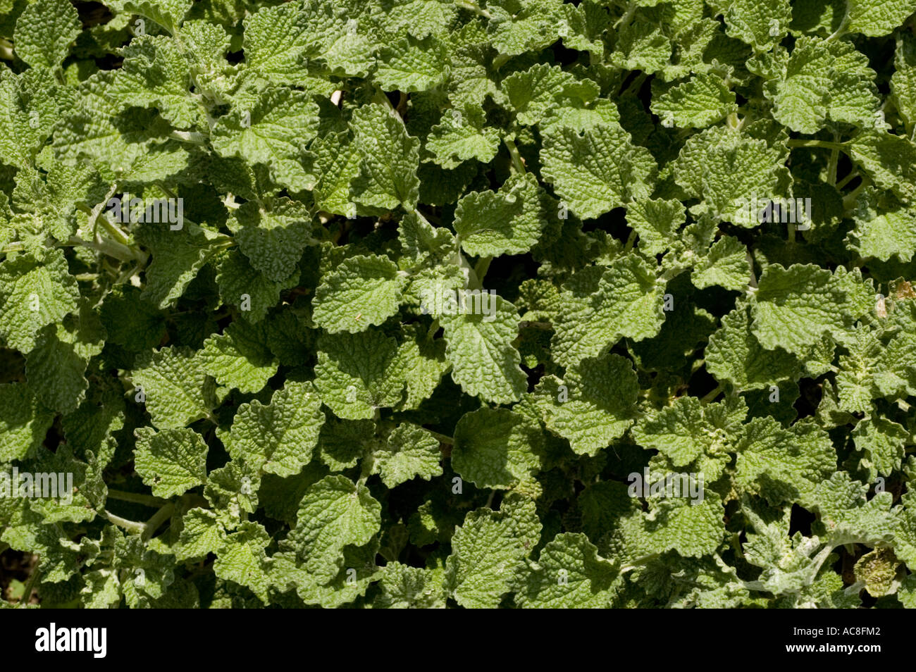 Marrubium vulgare horehound hi-res stock photography and images - Alamy