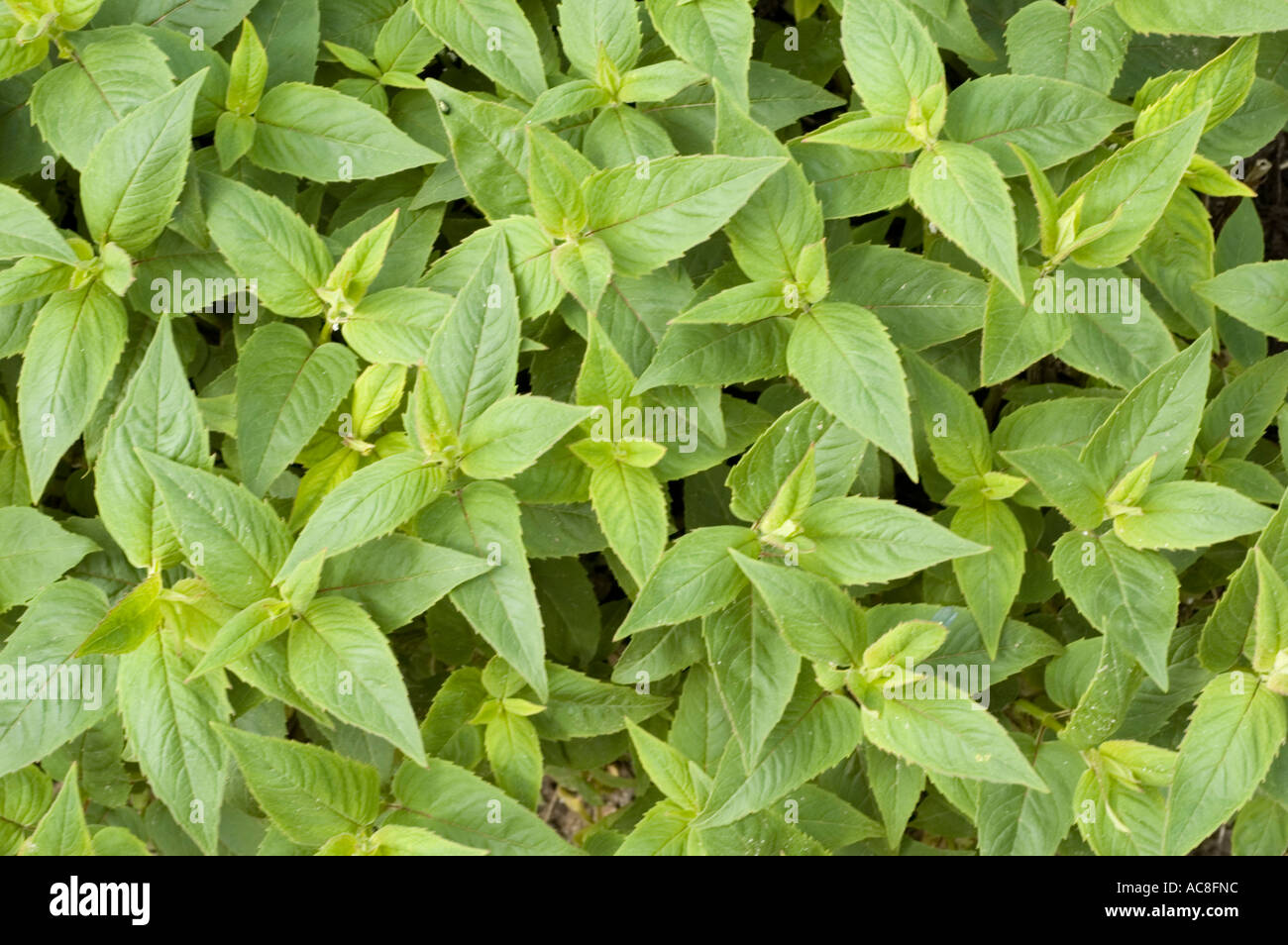 Golden lemon balm hi-res stock photography and images - Alamy