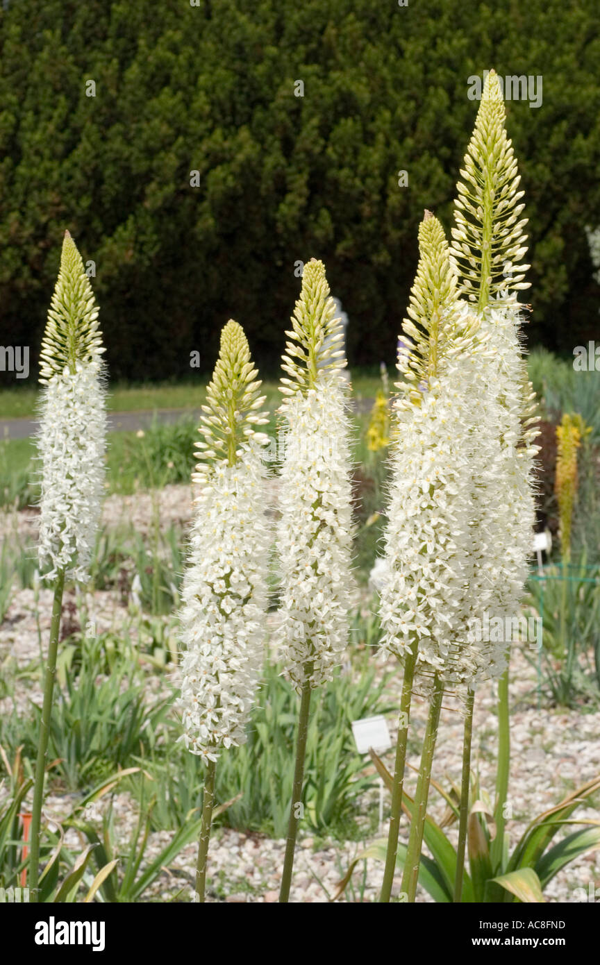 Eremurus himalaicus hi-res stock photography and images - Alamy