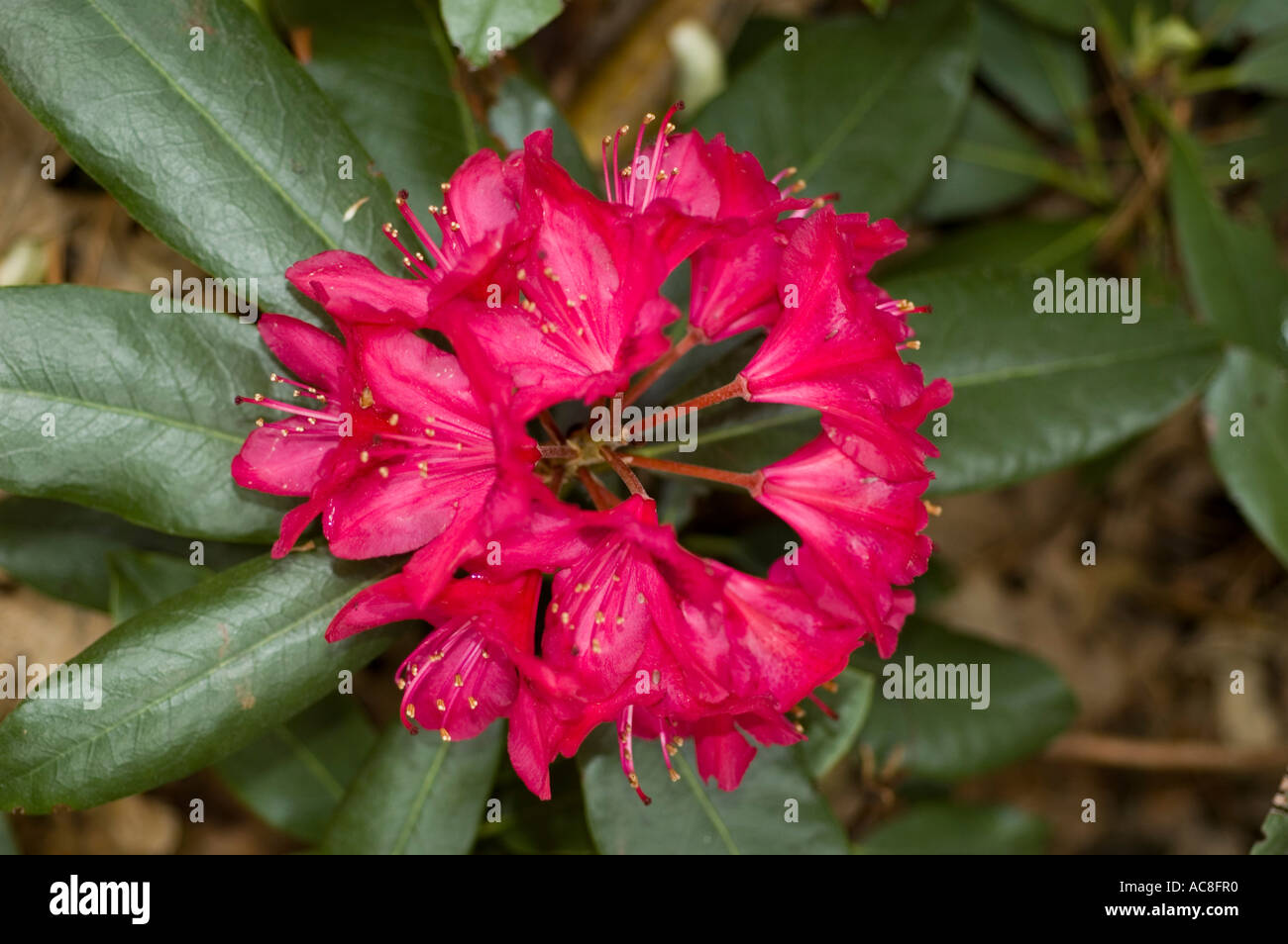 Red azalea flower Rhododendron Nova Zembia Stock Photo - Alamy