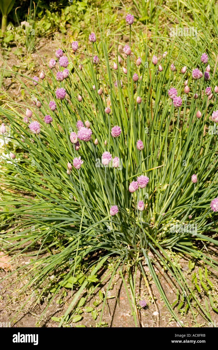 Pink bloossom of Alliaceae Allium Schoenoprasum Asia Stock Photo - Alamy