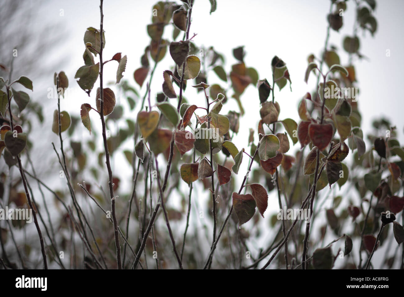 Uk leaf deciduous tree autumn fall winter hi-res stock photography and ...