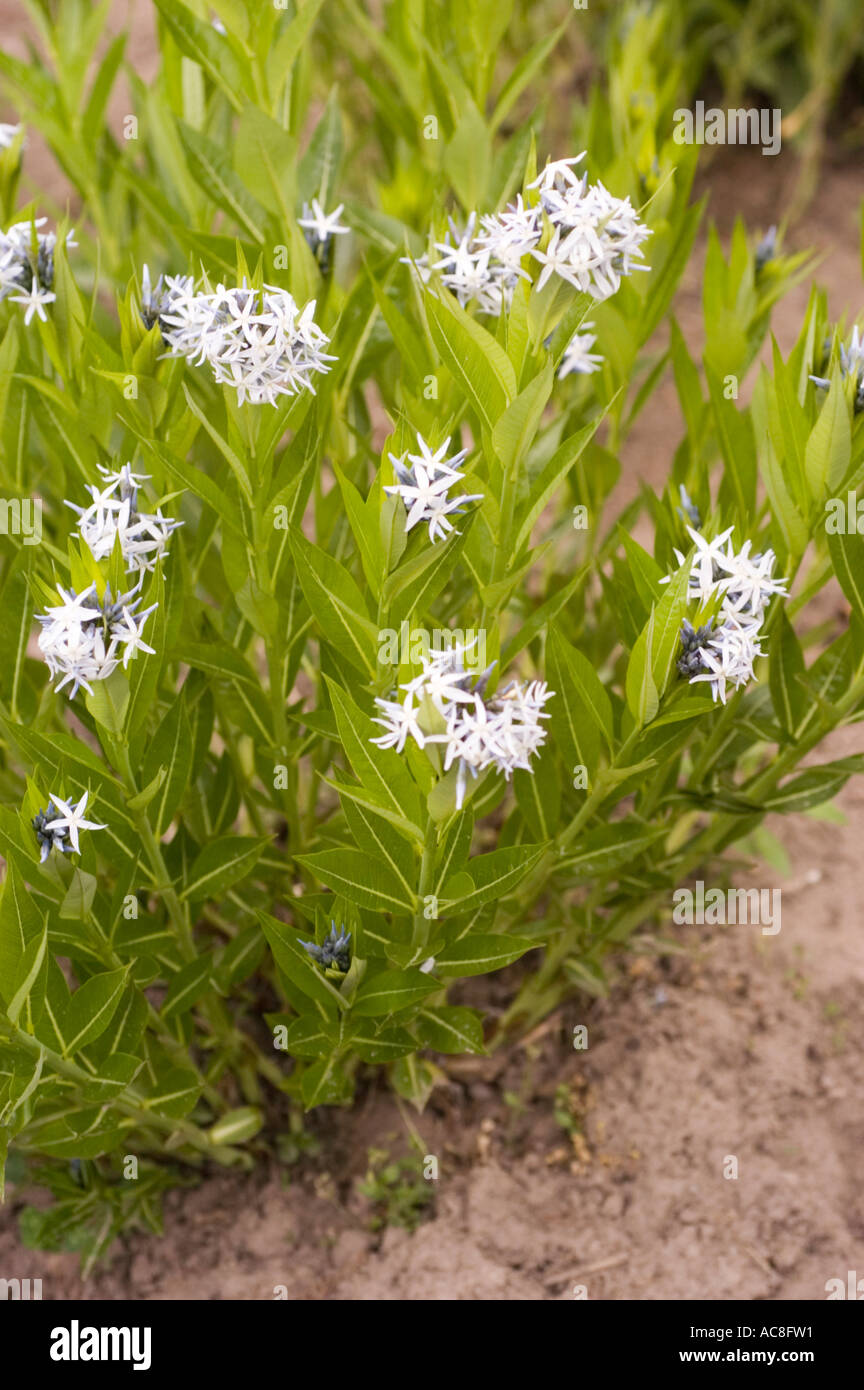 Flowers of Blue Dogbane, Blue star or Eastern bluestar (Amsonia ...