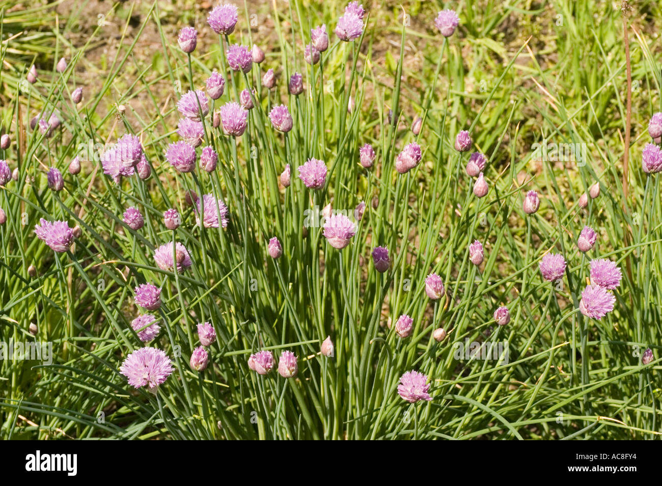 Pink bloossom of Alliaceae Allium Schoenoprasum Asia Stock Photo - Alamy