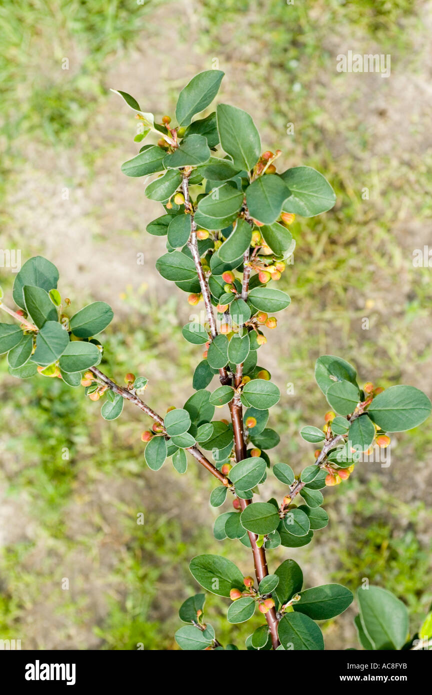 Cotoneaster integerrimus hi-res stock photography and images - Alamy