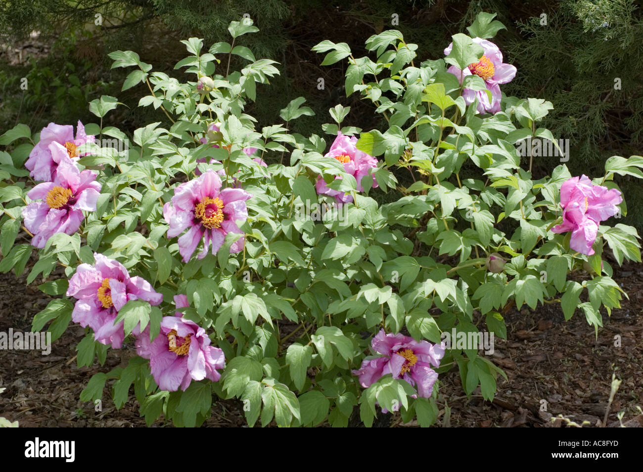 Daylily or Day lily Hemerocallidaceae Hemerocallis Chicago Princess ...