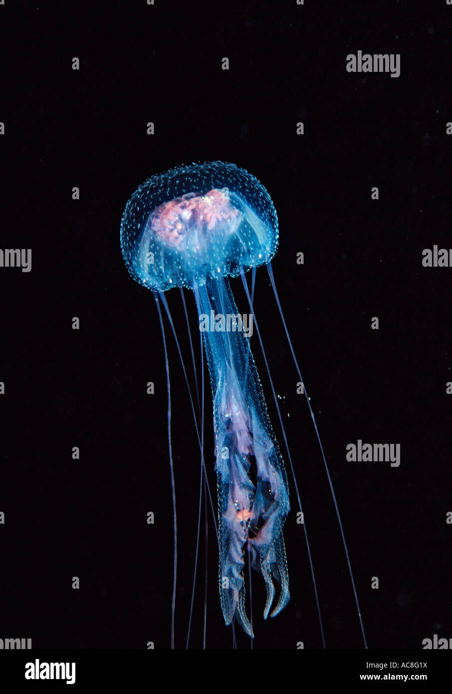 Jelly fish pelagia noctiluca hi-res stock photography and images - Alamy