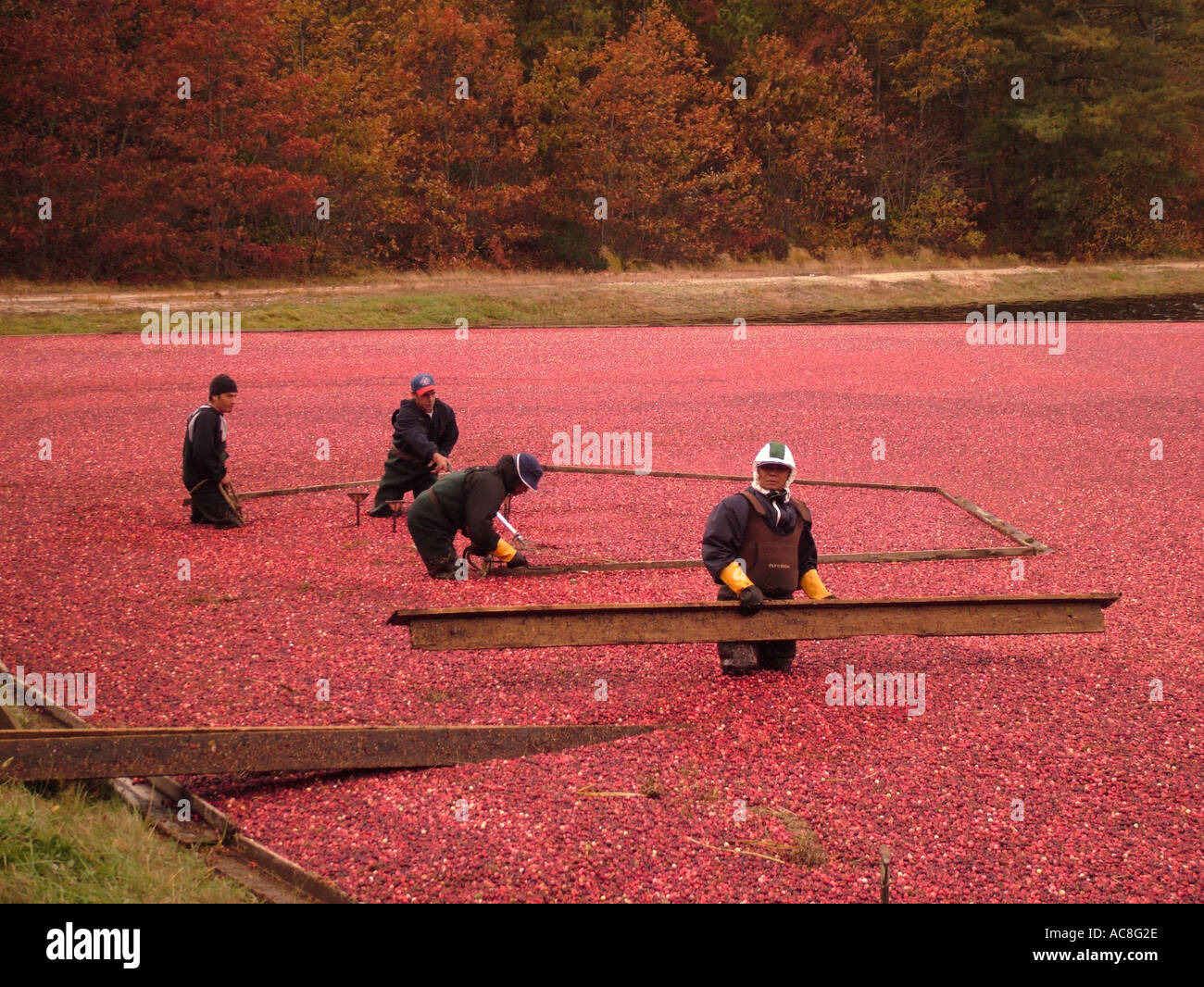 Cranberry bog massachusetts hi-res stock photography and images - Alamy