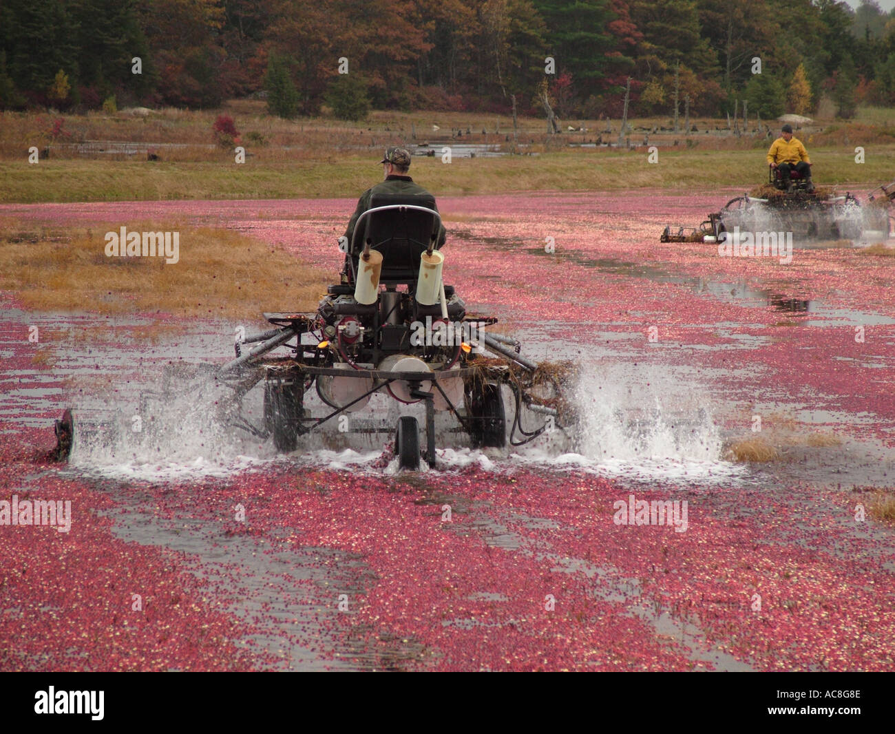 Carver cranberry hi-res stock photography and images - Alamy
