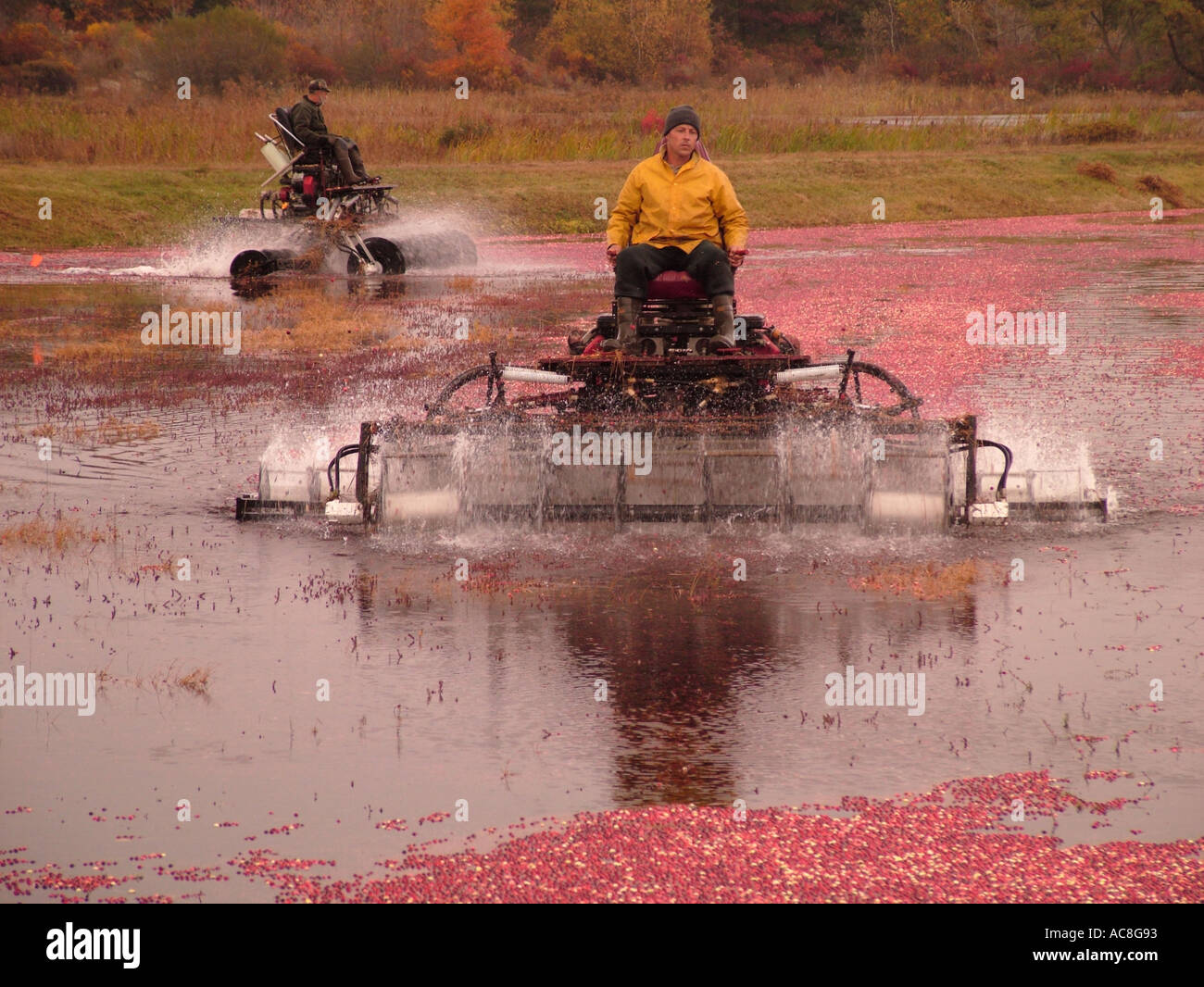 Carver cranberry hi-res stock photography and images - Alamy