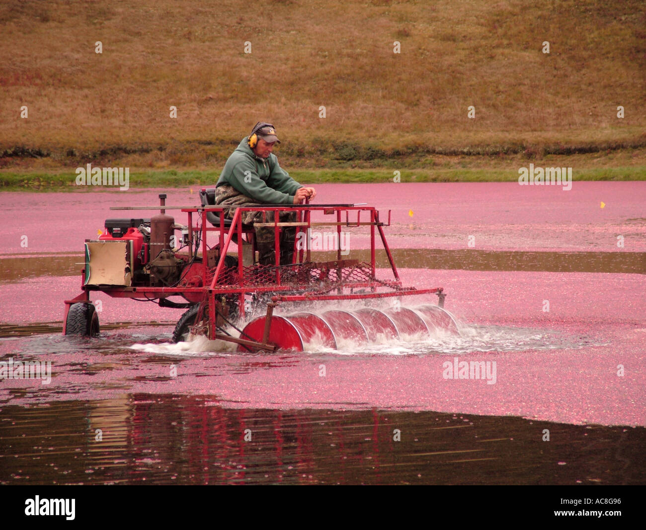 Carver cranberry hi-res stock photography and images - Alamy