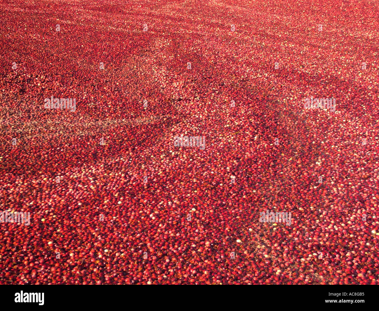 Carver cranberry hi-res stock photography and images - Alamy