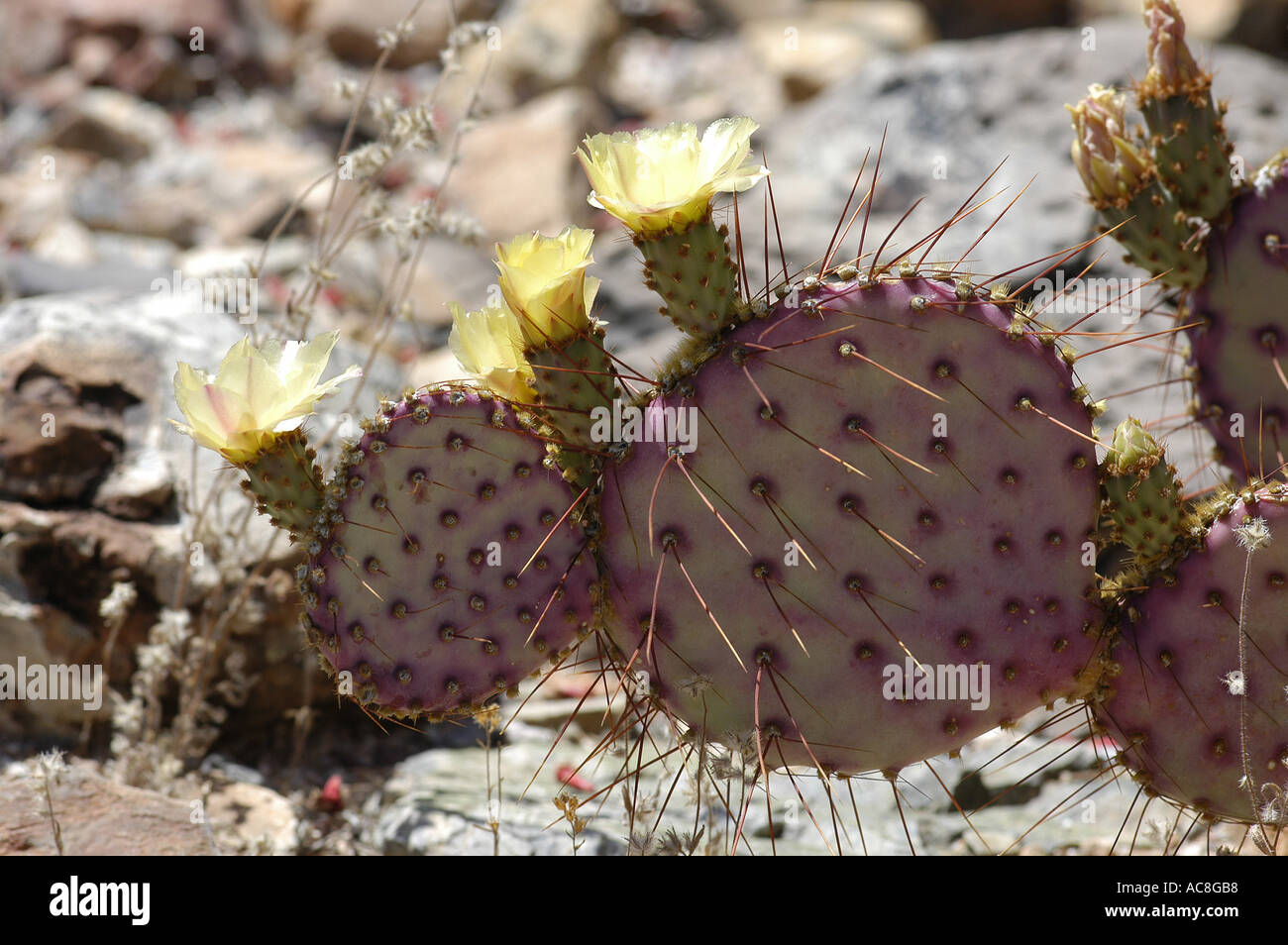 Long spine prickly pear hi-res stock photography and images - Alamy